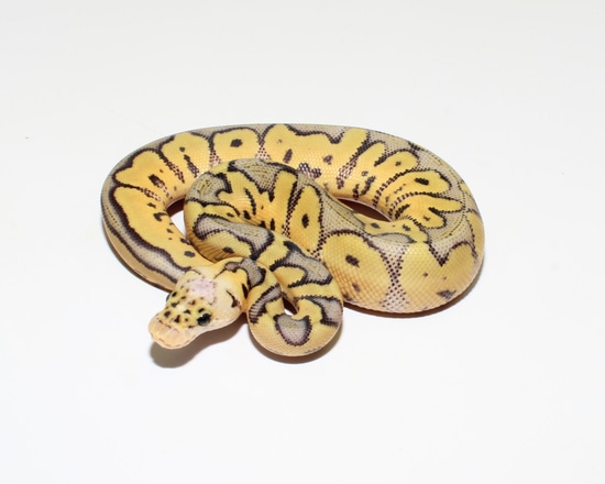 Super Pastel Clown Het Desert Ghost Ball Python by Designer Ball Pythons