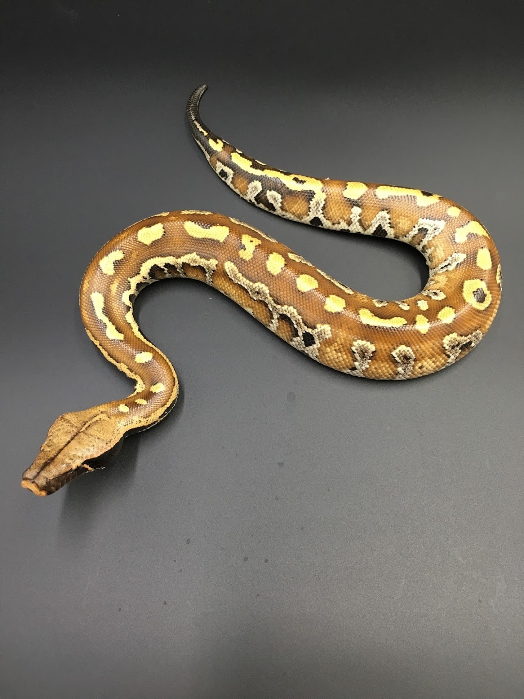 2019 Normal 100% Het T-neg Blood Python by Bloods by Design - MorphMarket