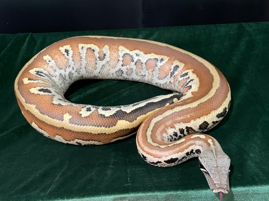Striped Matrix Het T- Blood Python by Bloods by Design