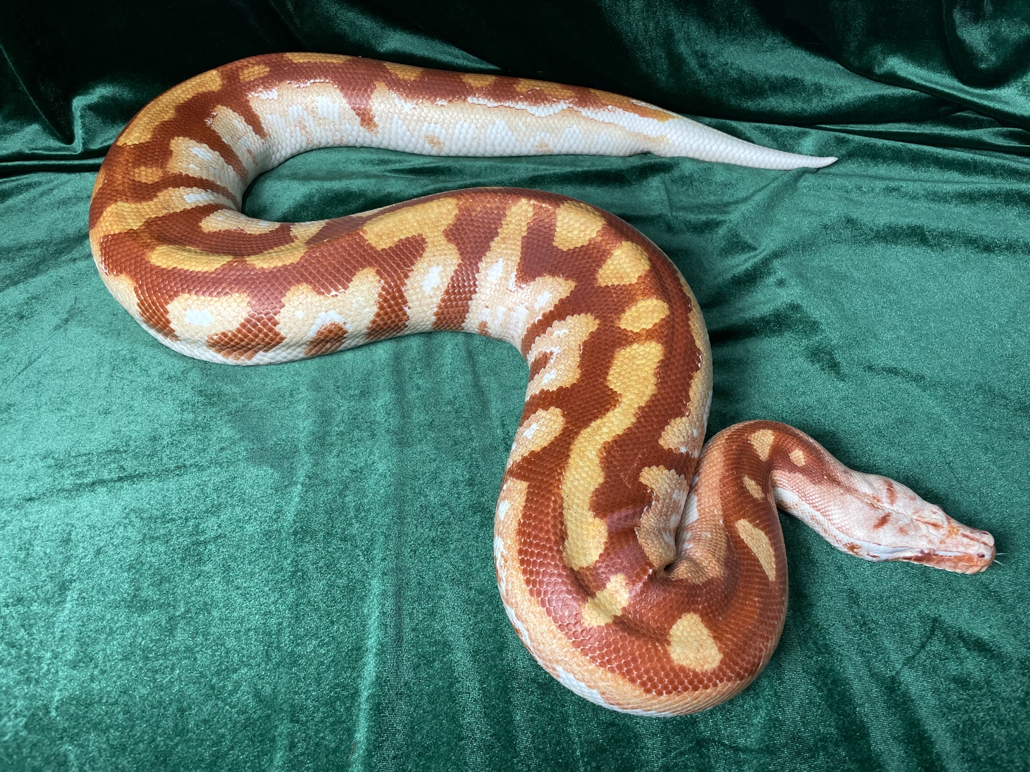 T Negative Blood Python by Bloods by Design - MorphMarket