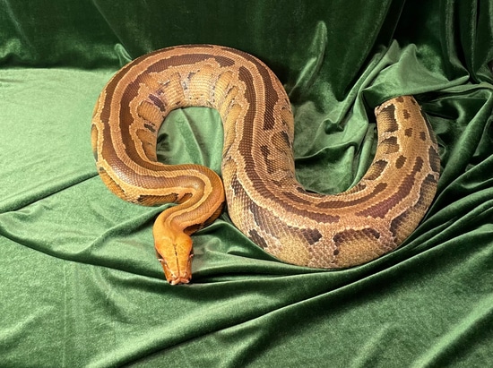 Striped Borneo Borneo Short-Tailed Python by Bloods by Design
