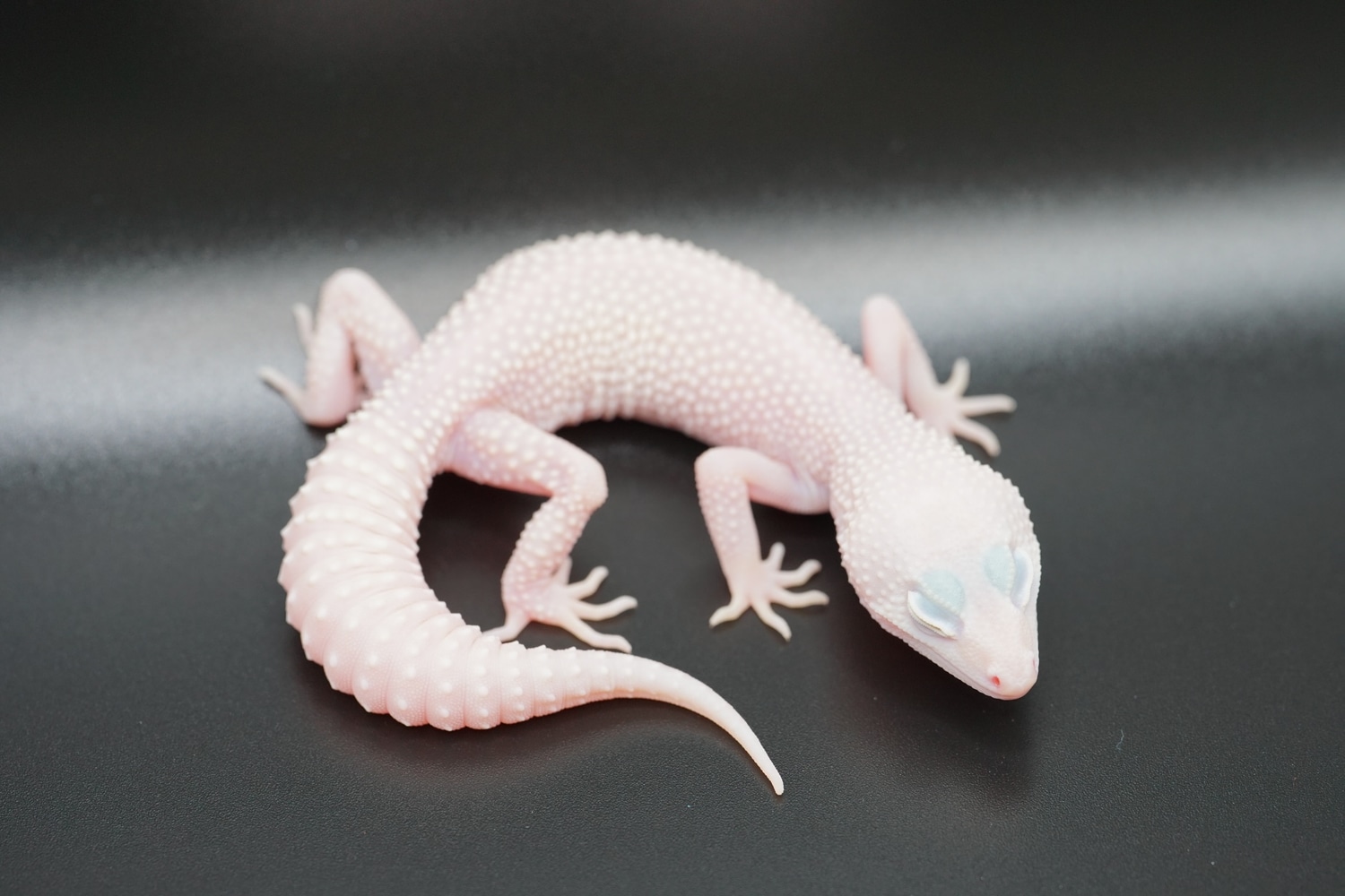 Snow Diablo Blanco Leopard Gecko by Rainbow Geckos - MorphMarket