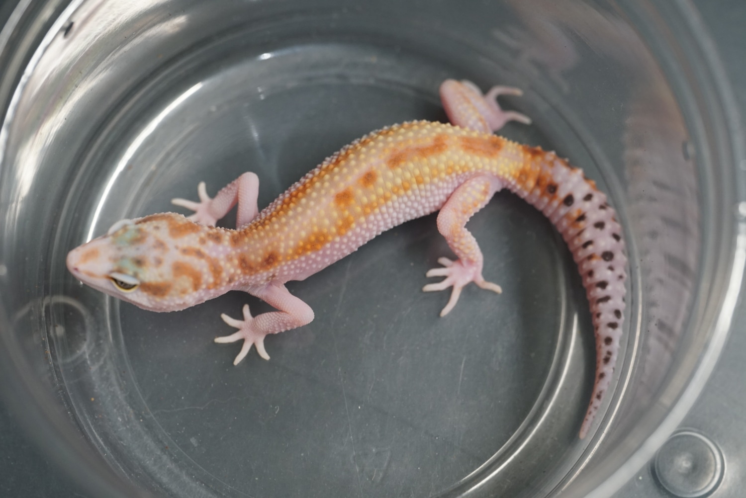 Tangerine Tremper Eclipse Atomic G Leopard Gecko by Rainbow Geckos ...