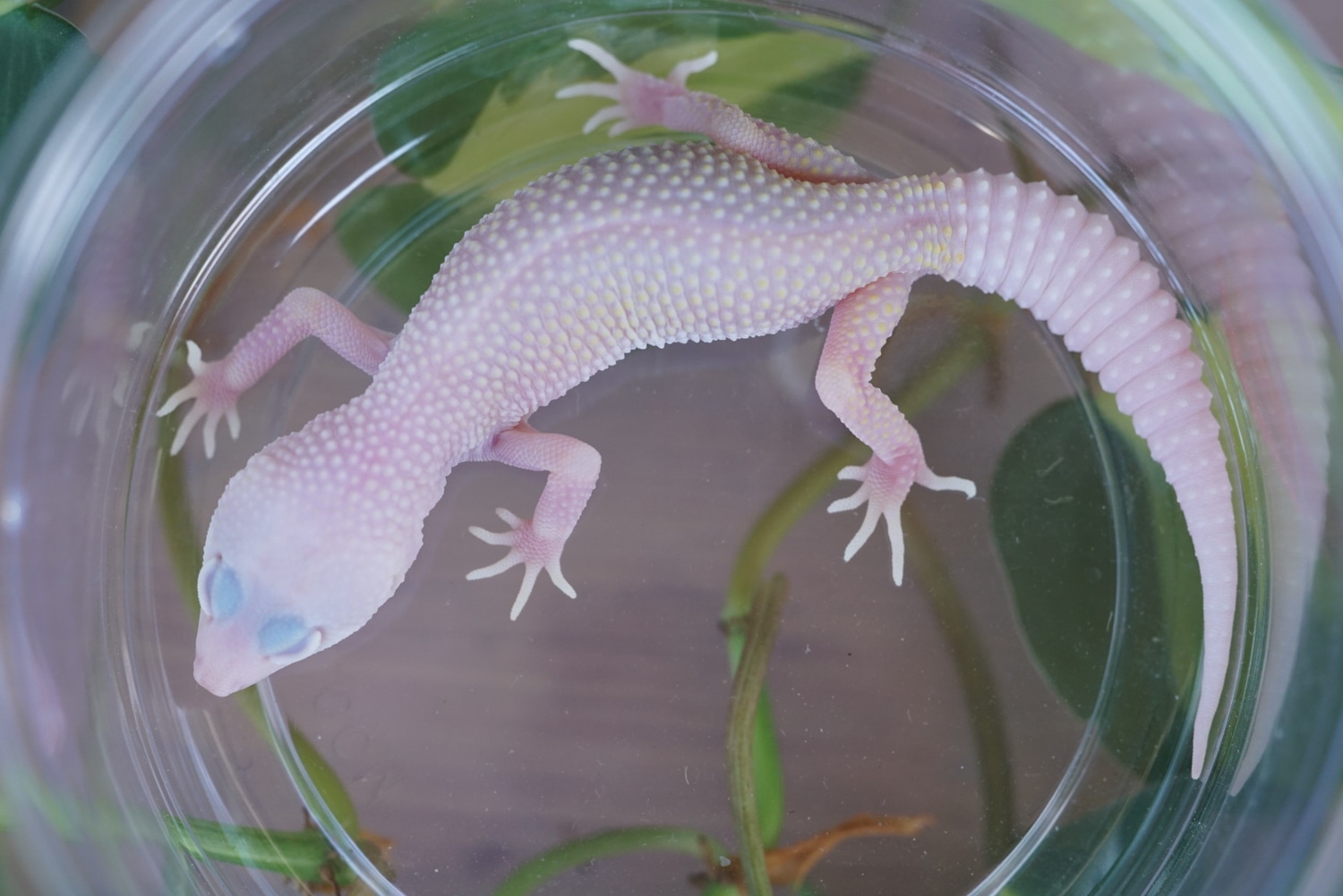 Snow Diablo Blanco Leopard Gecko by Rainbow Geckos - MorphMarket