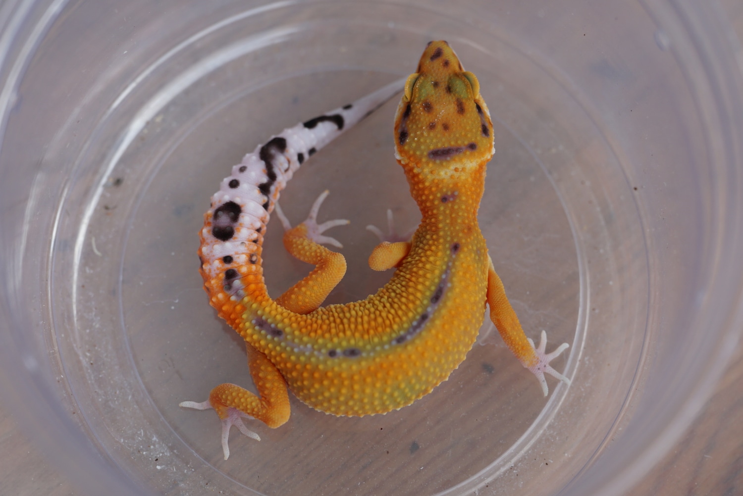 Clown Leopard Gecko by Rainbow Geckos - MorphMarket