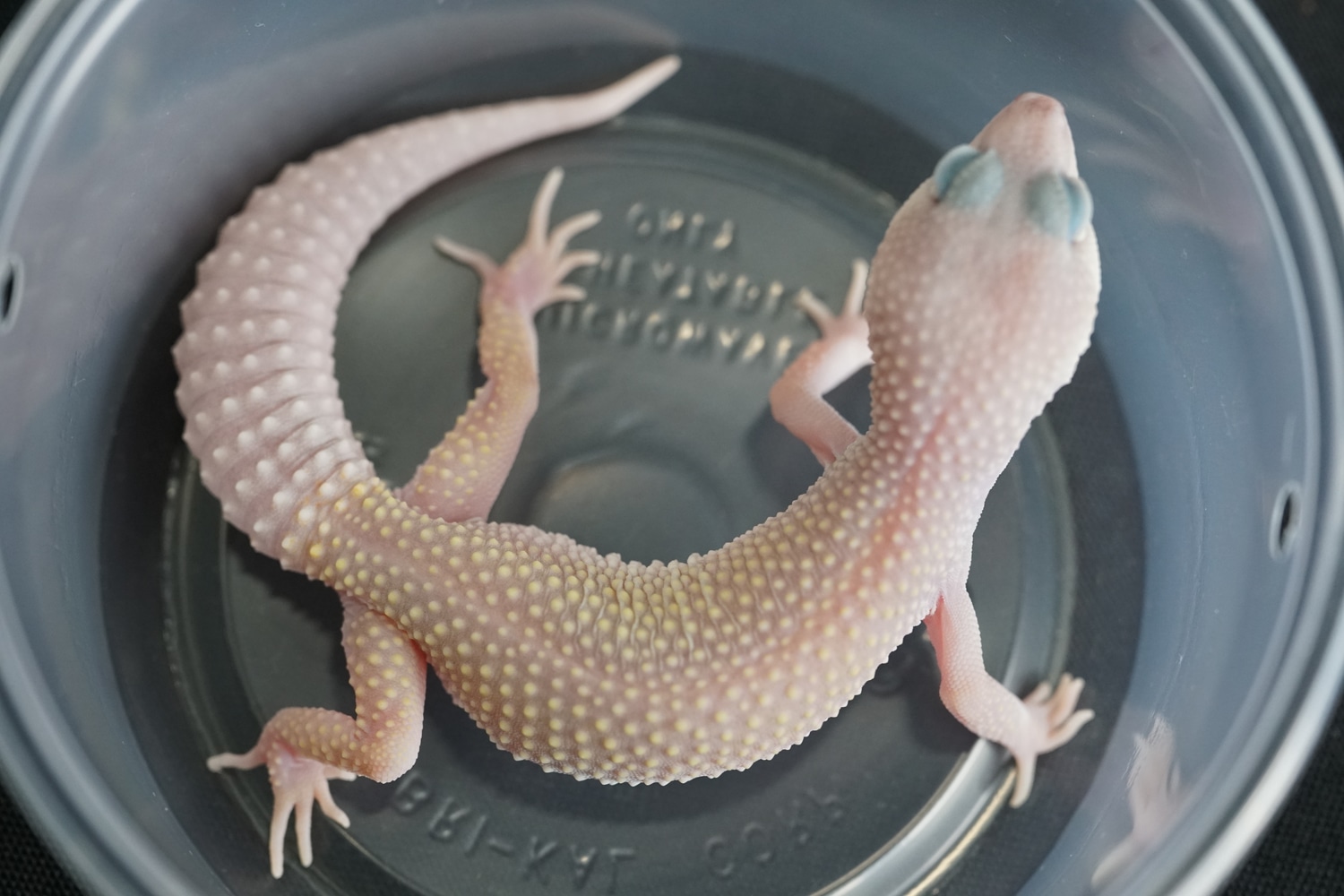 Blizzard Eclipse Pos Snow Het Tremper Leopard Gecko by Rainbow Geckos ...