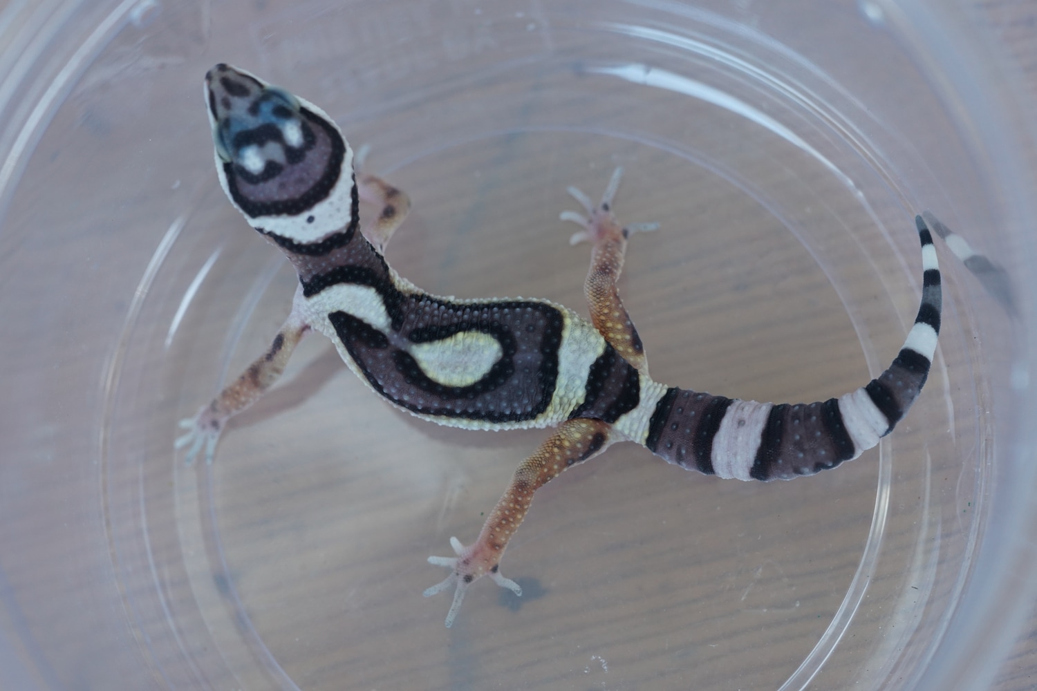 Black Night Bold Stripe Leopard Gecko by Rainbow Geckos - MorphMarket