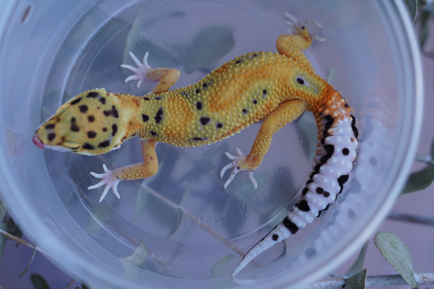 Pure Clown Leopard Gecko by Rainbow Geckos - MorphMarket