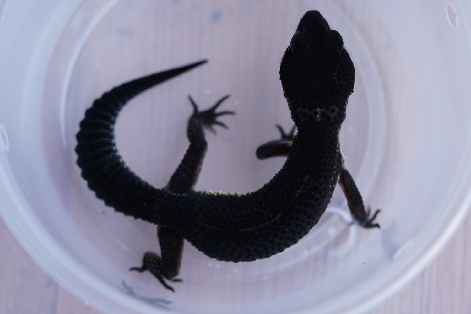 Pure Black Night Leopard Gecko by Rainbow Geckos - MorphMarket