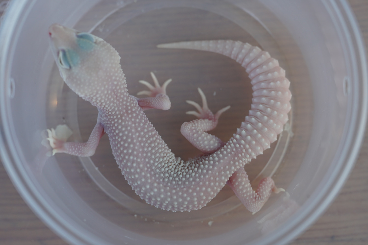 Snow Diablo Blanco Leopard Gecko by Rainbow Geckos - MorphMarket