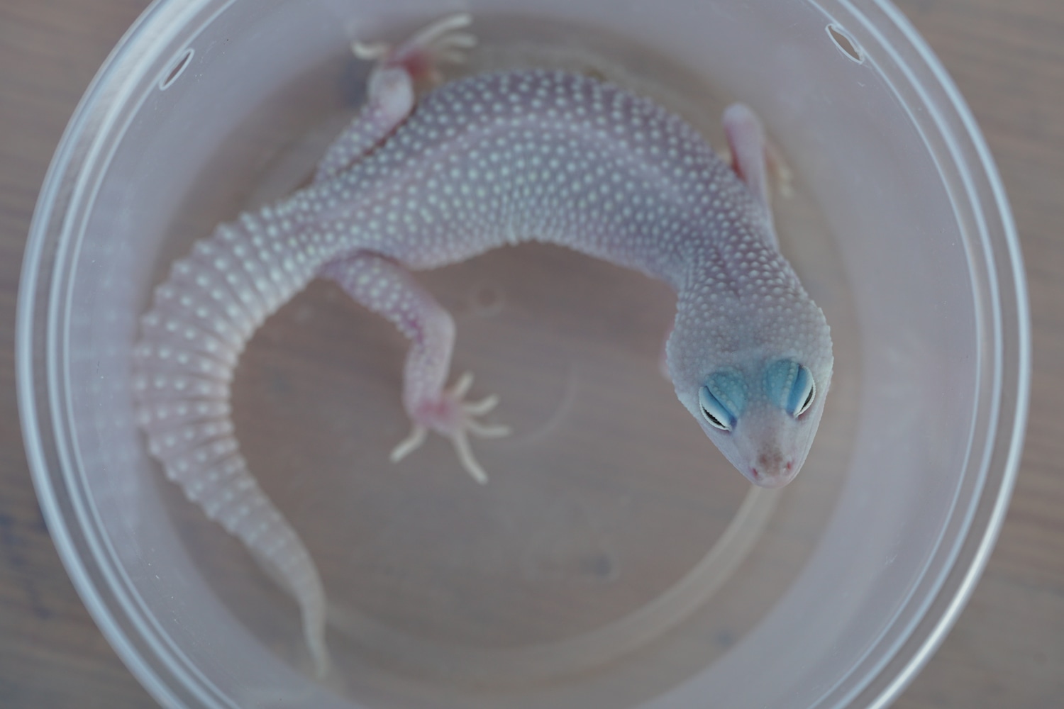 Snow Blizzard Eclipse Het Tremper Leopard Gecko by Rainbow Geckos ...