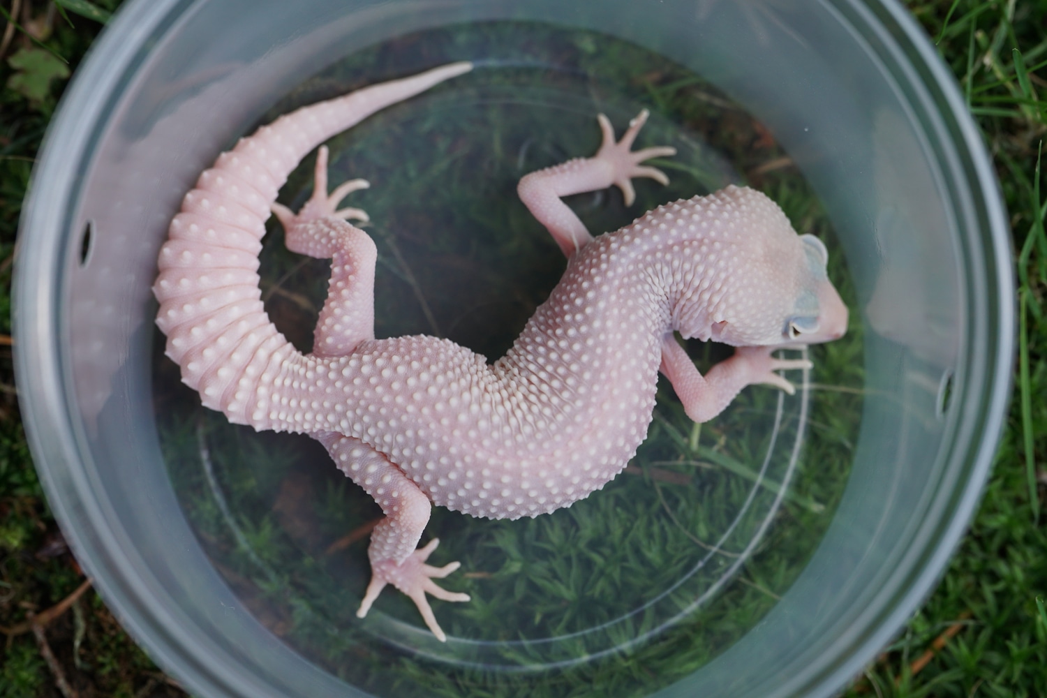 Snow Diablo Blanco Leopard Gecko by Rainbow Geckos - MorphMarket