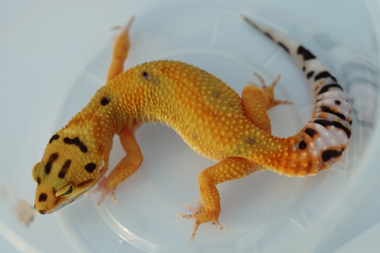 Clown Leopard Gecko by Rainbow Geckos