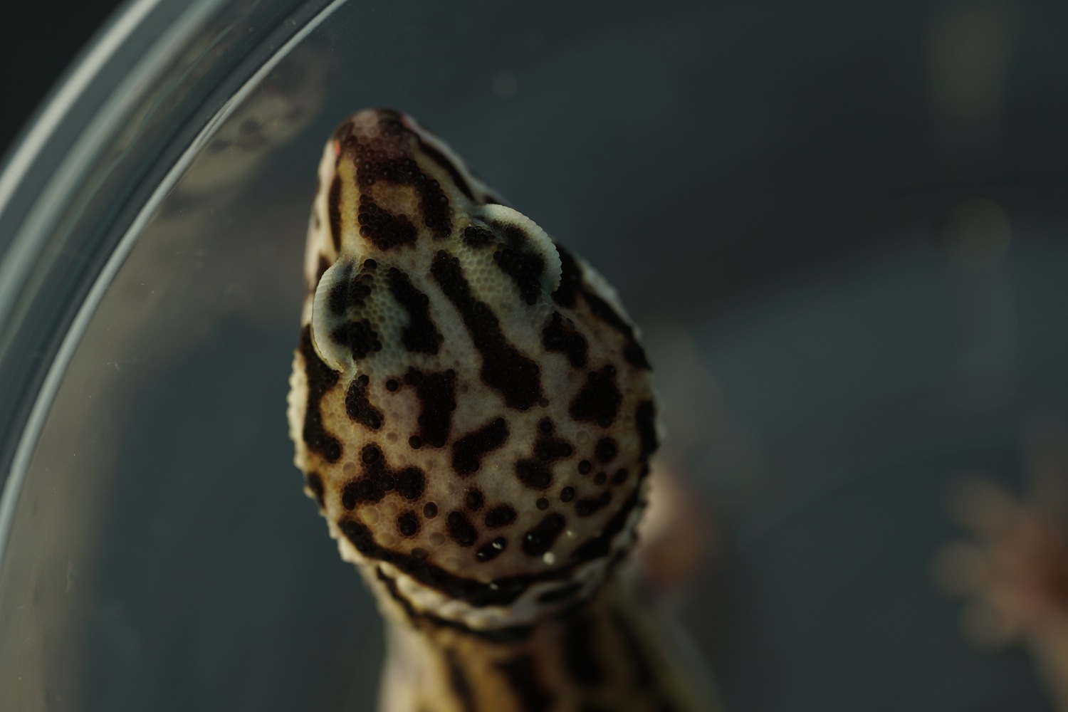 Black Night Leopard Gecko by Rainbow Geckos - MorphMarket