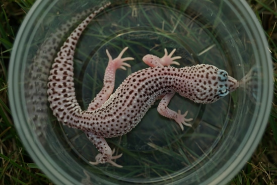 Super Snow Eclipse Het Temper & Blizzard Leopard Gecko by Rainbow Geckos