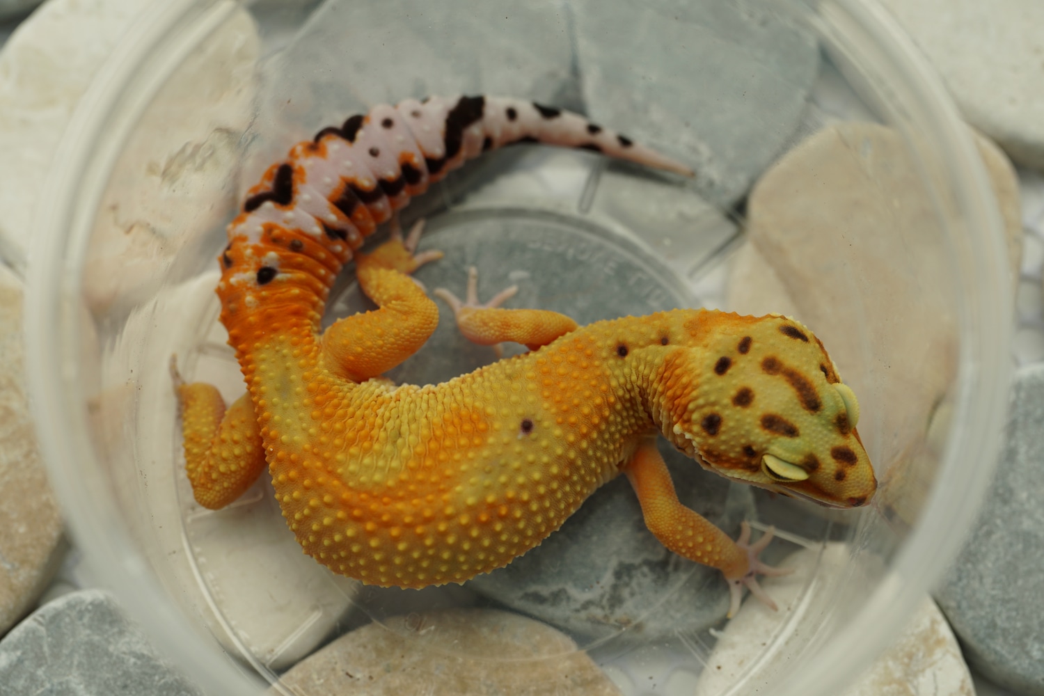 Female Clown Group Leopard Gecko by Rainbow Geckos - MorphMarket