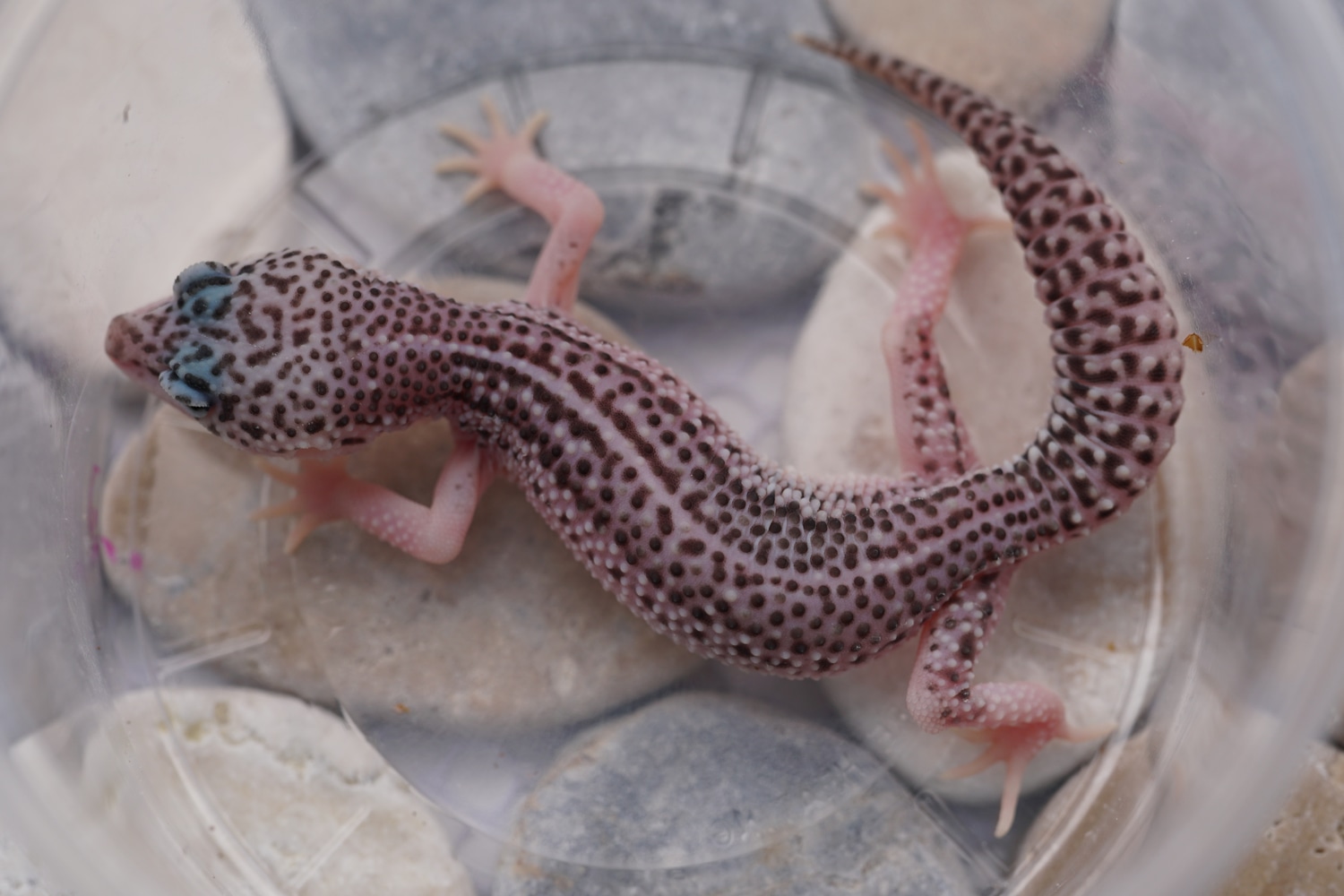 Super Snow Eclipse Het Tremper Het Blizzard Leopard Gecko by Rainbow ...