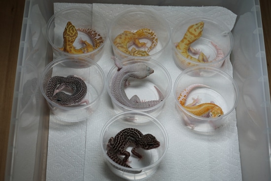Group Of 7 Leopard Geckos - Breeding Start Up by Rainbow Geckos