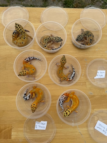 Clown Breeding Group Leopard Gecko by Rainbow Geckos
