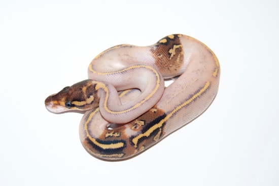 Paradox Mystic/Mojave Fire Highway 66% Het Albino Ball Python by ...