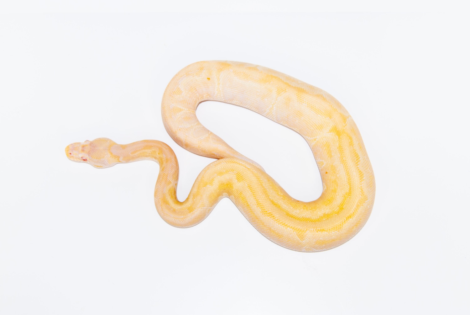Bamboo Albino Het Genetic Stripe Ball Python by Designer Morphs ...