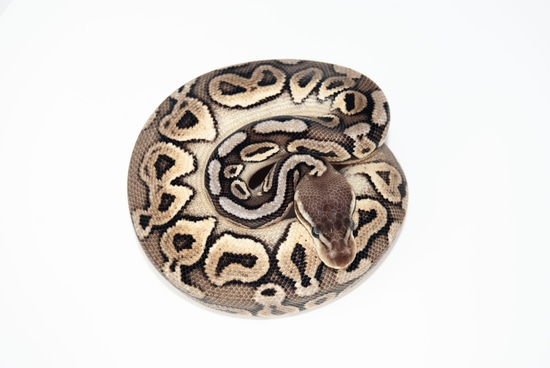 Pewter Het Lavender Het Clown Ball Python by Designer Morphs