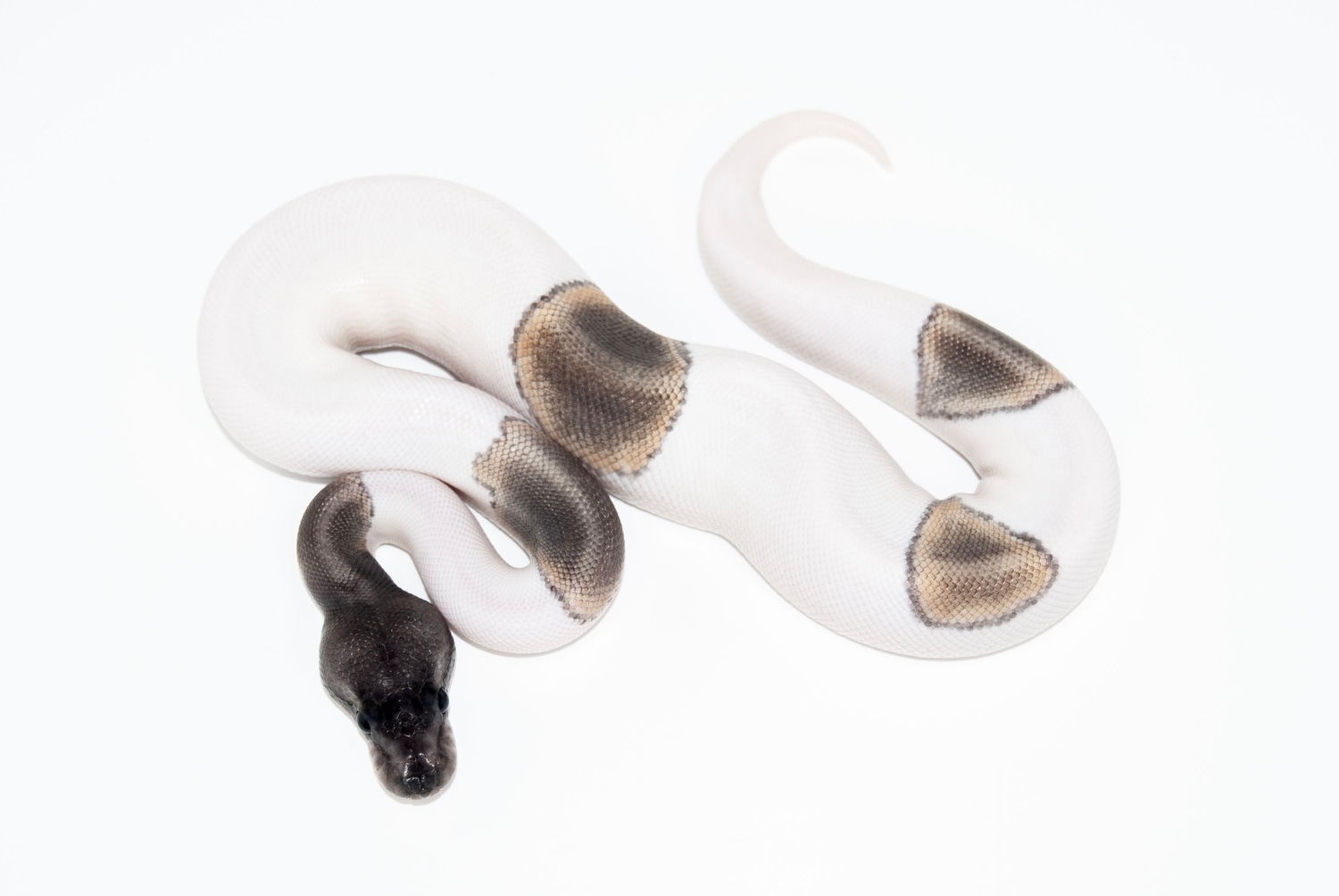 GHI Mojave Pied (Pin) 50% Het Albino Ball Python by Designer Morphs ...