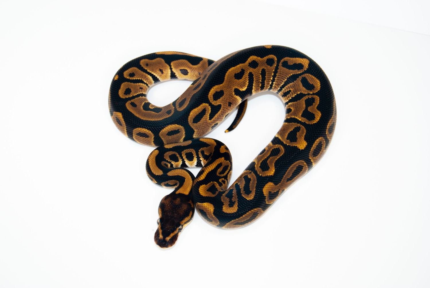 Hamm: Leopard Dh Grail Ball Python by Designer Morphs - MorphMarket
