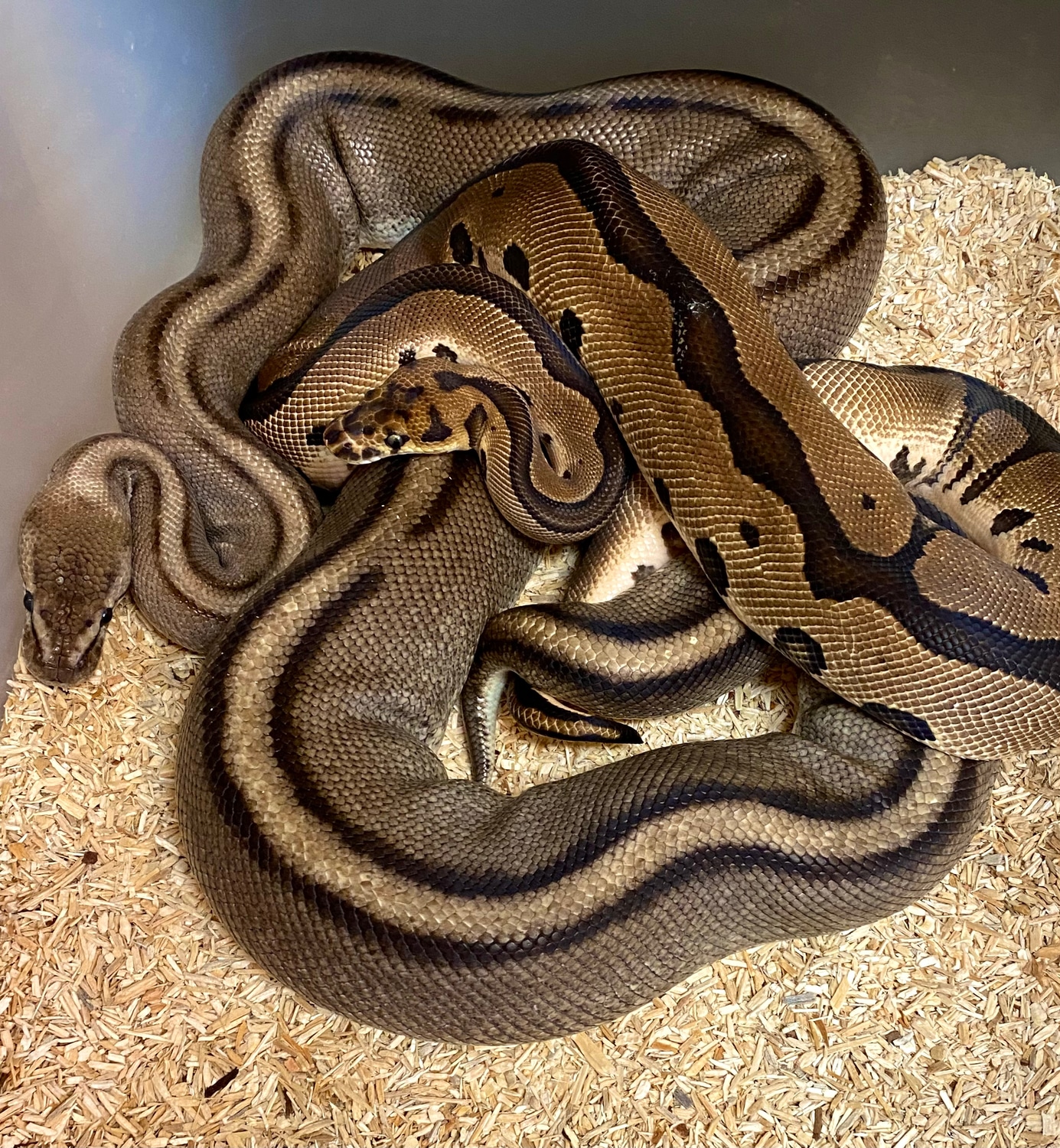 Houten: Tripple Recessive Kiki Project - Breeding Pair! Ball Python by ...