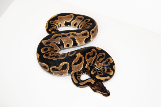 Leopard Het Grail Ball Python by Designer Morphs