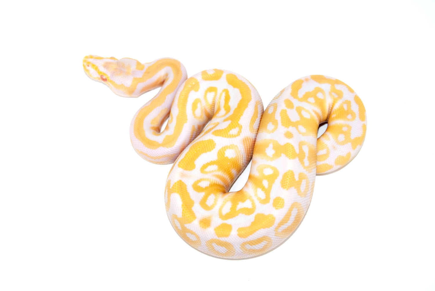 Pastel Albino Dh Clown Pied Ball Python by Designer Morphs - MorphMarket