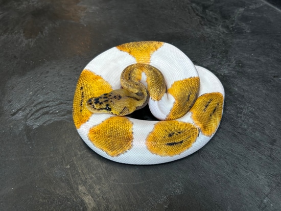 Pastel Clown Pied Ball Python by Designer Morphs