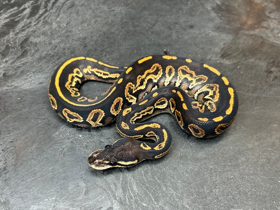 Black Head Black Pastel Het Clown Ball Python by Designer Morphs
