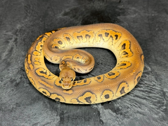 Hamm/Houten: Mahogany Cinnamon Clown Ball Python by Designer Morphs
