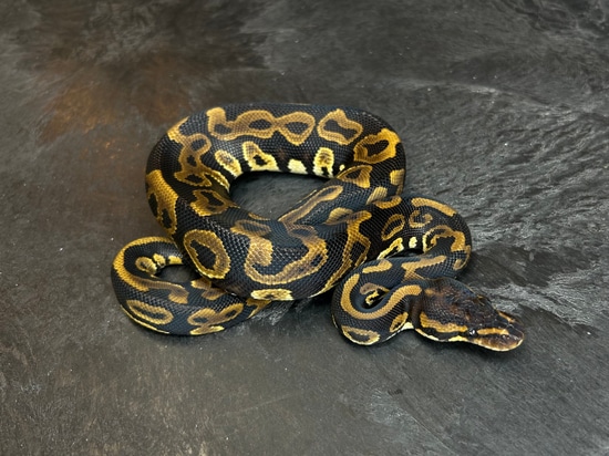 Mahogany Leopard 66% Het Clown Ball Python by Designer Morphs