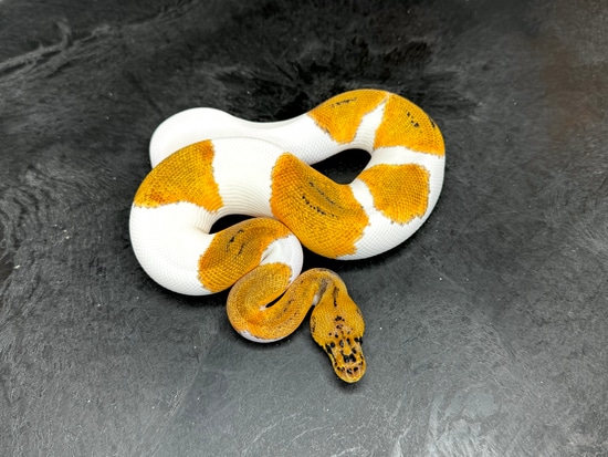 Pastel Clown Pied Ball Python by Designer Morphs