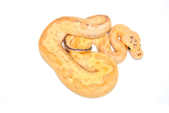 Hamm: Enchi Puma Clown 50% Het Pied Ball Python by Designer Morphs