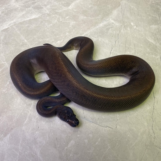 Super Nyala Ball Python by Designer Python