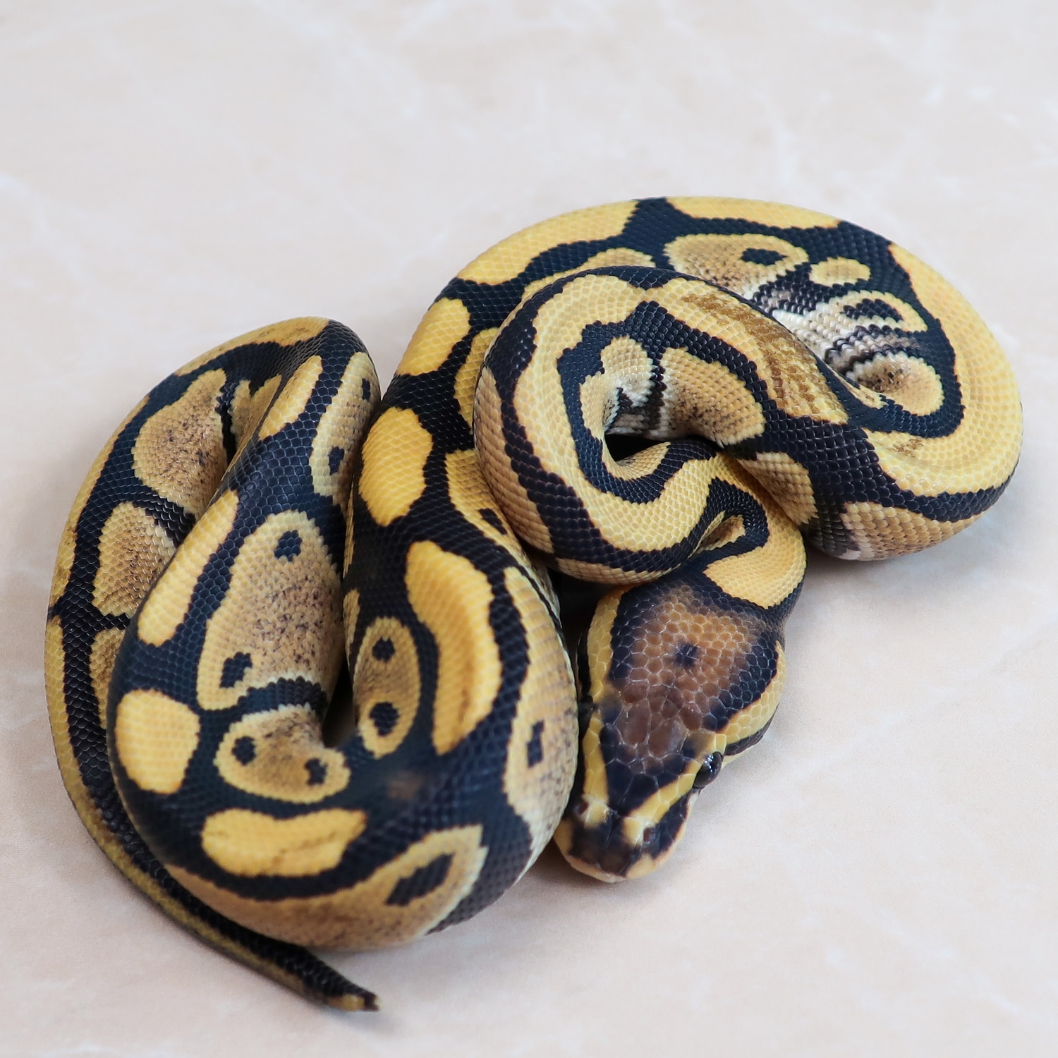 Desert Ghost 100% Het Clown Ball Python by Designer Python - MorphMarket