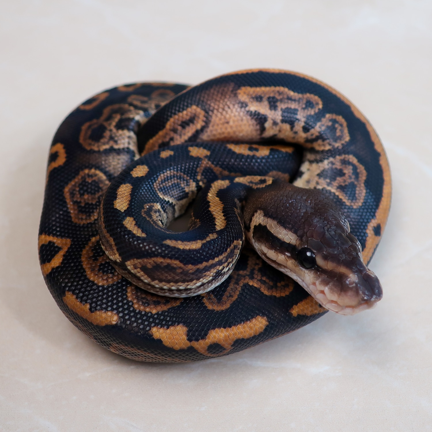 Black Pastel 100% Het Ultramel Pos Het Piebald Ball Python by Designer ...