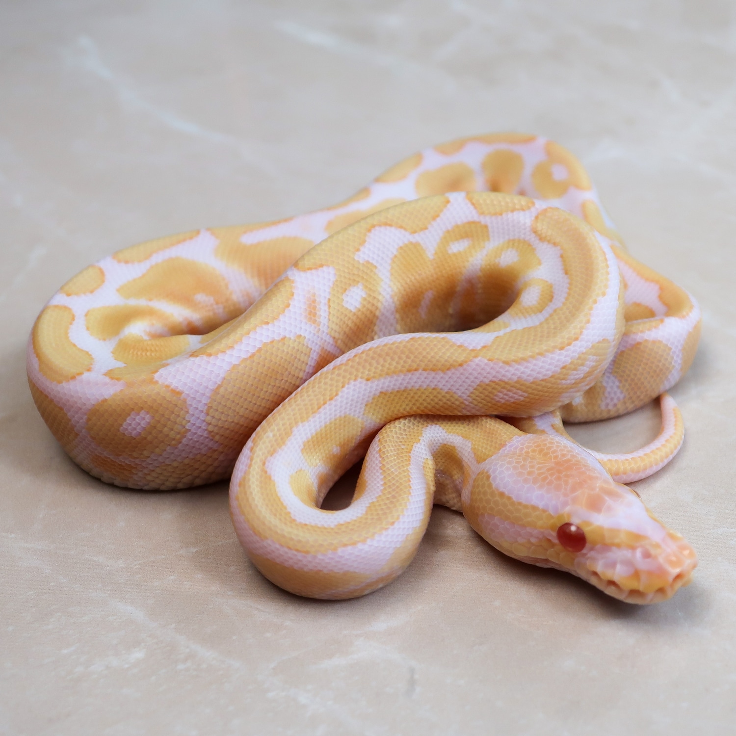 Candino Pastel Specter Ball Python by Designer Python - MorphMarket