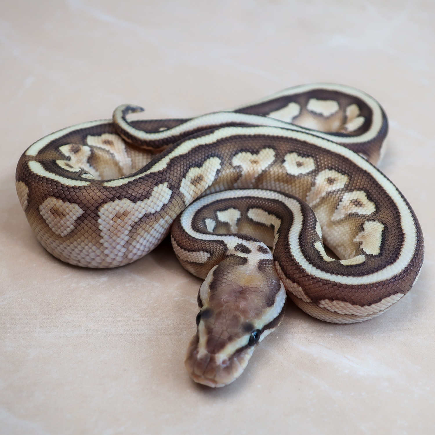 Butter Nyala Spotnose 100% Het Desert Ghost 50% Het Clown 50% Het ...