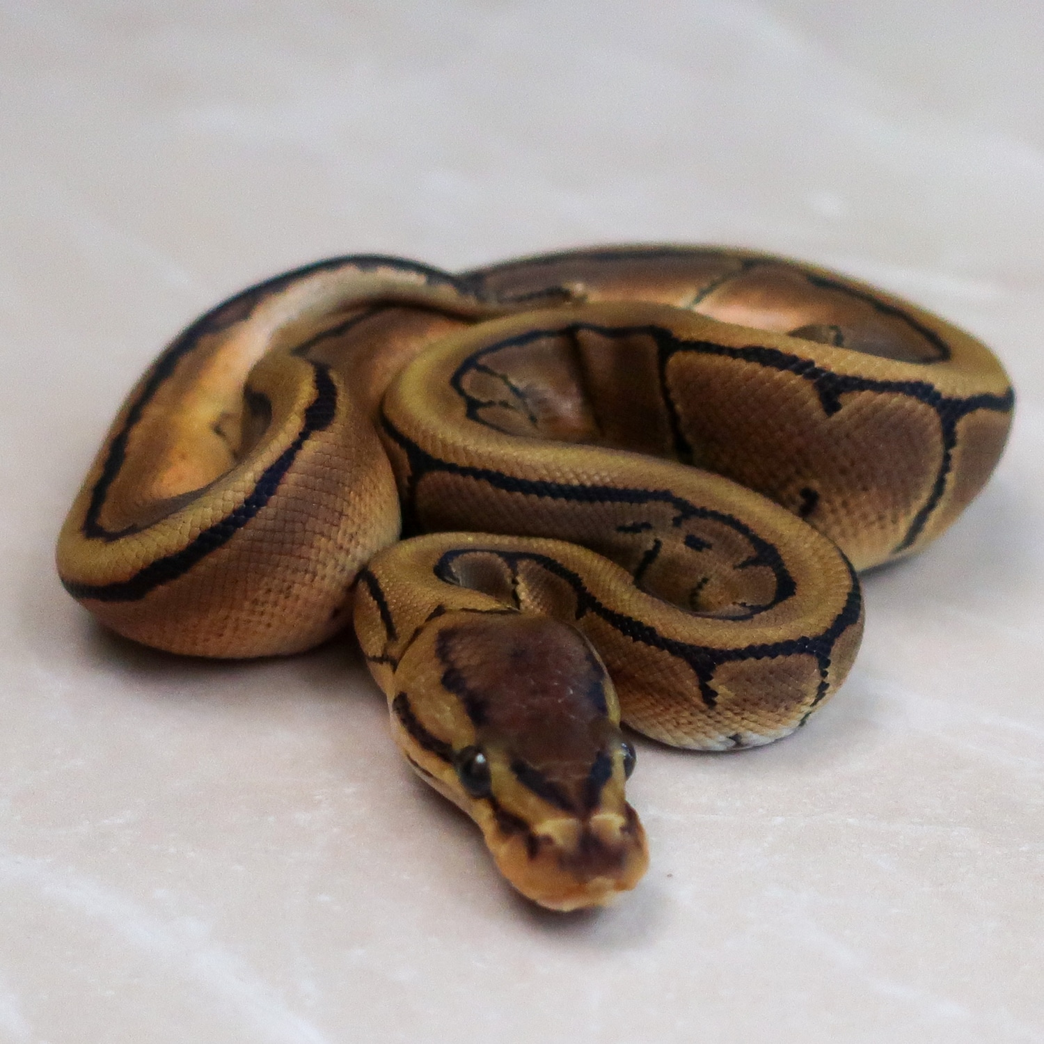 Pinstripe 100% Het Piebald Ball Python by Designer Python - MorphMarket
