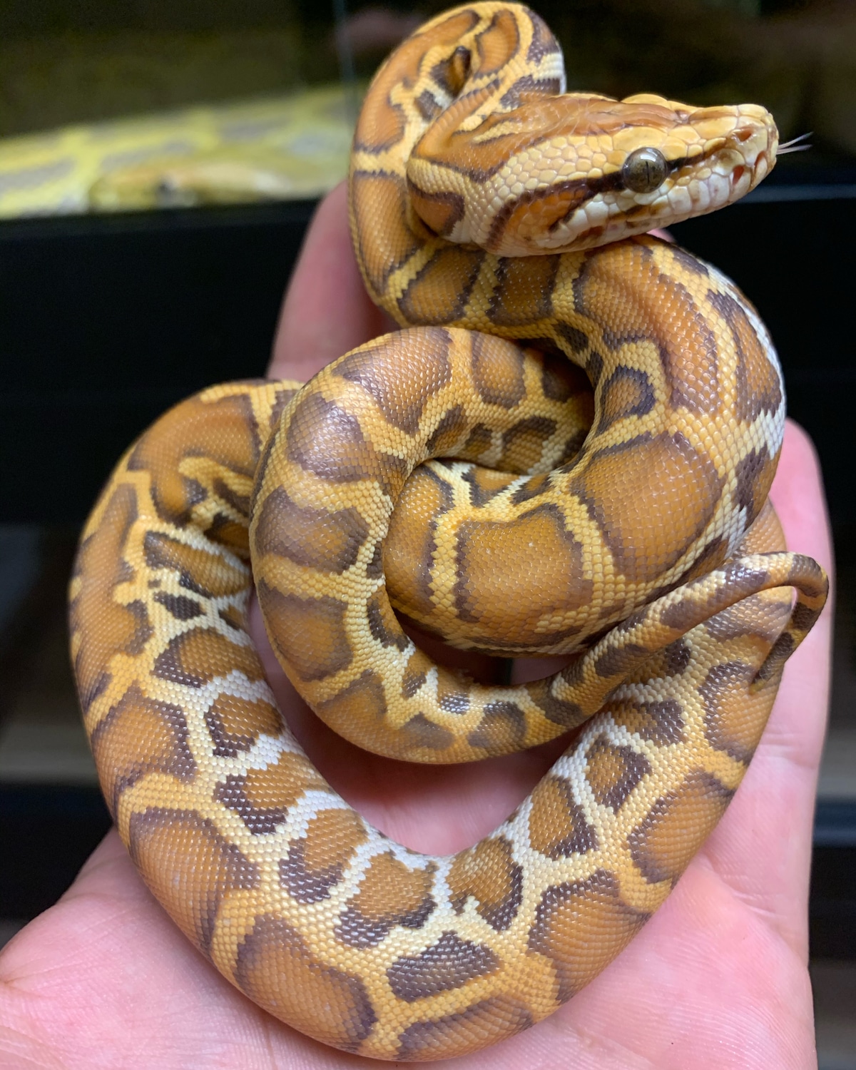 Gulf Coast Caramel Burmese Python by Designer Reptiles Only - MorphMarket