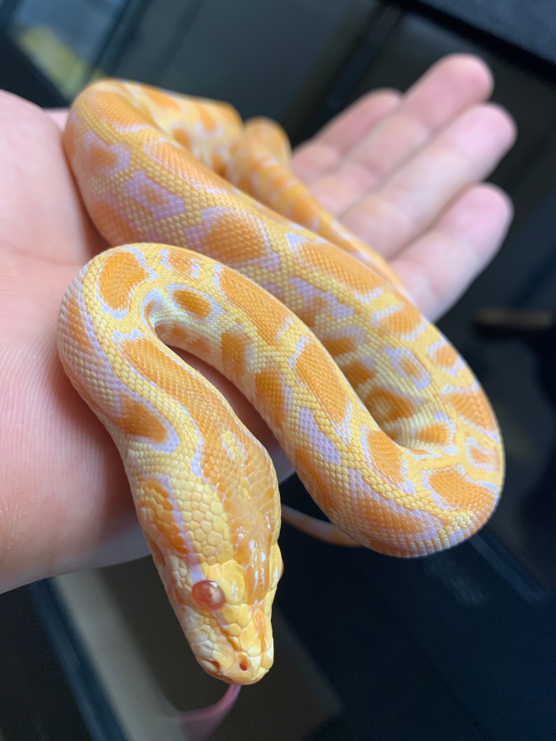 Gulf Coast Caramel T+ Albino T- Burmese Python by Designer Reptiles ...