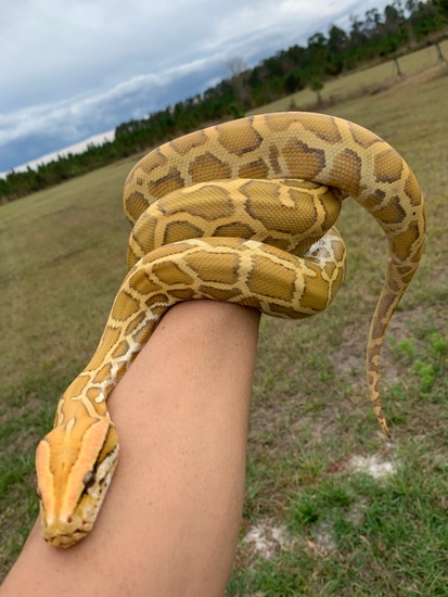 Gulf Coast Caramel Burmese Python by Designer Reptiles Only