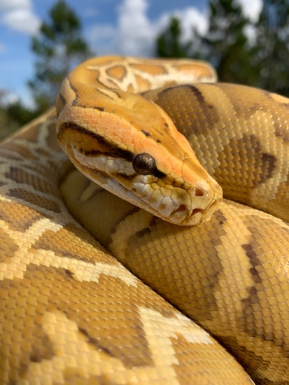 Gulf Coast Caramel Burmese Python by Designer Reptiles Only
