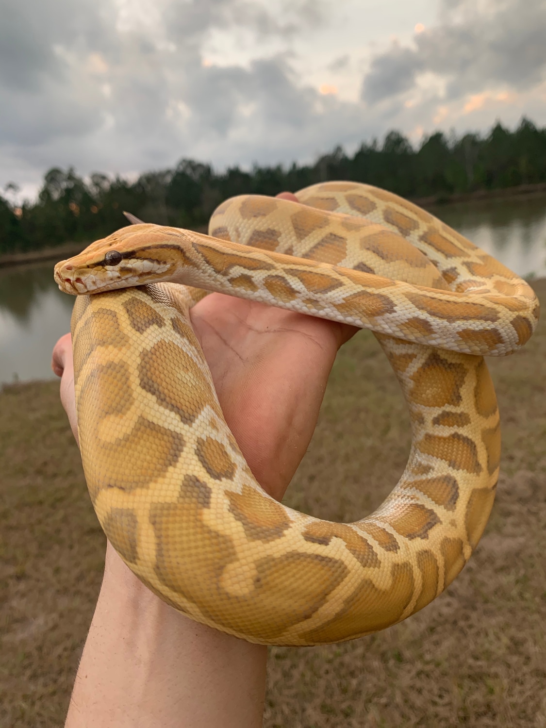 Gulf Coast Caramel Burmese Python by Designer Reptiles Only - MorphMarket