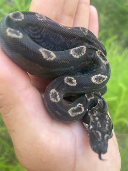 IMG Motley 100% Het BEA T+ Boa Constrictor by Designer Reptiles Only