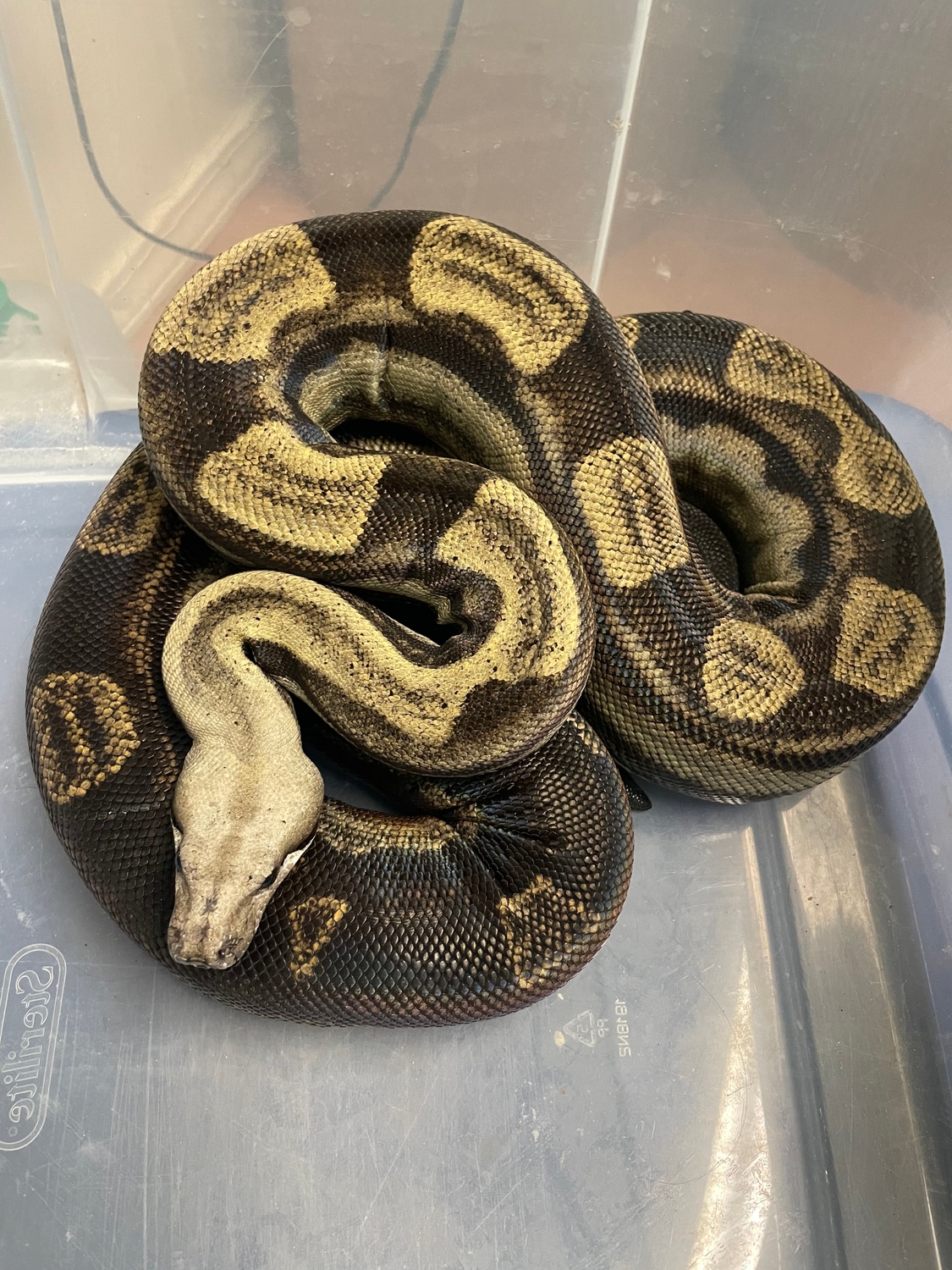 Colombian Motley Het Albino Boa Constrictor by Designer Reptiles Only ...